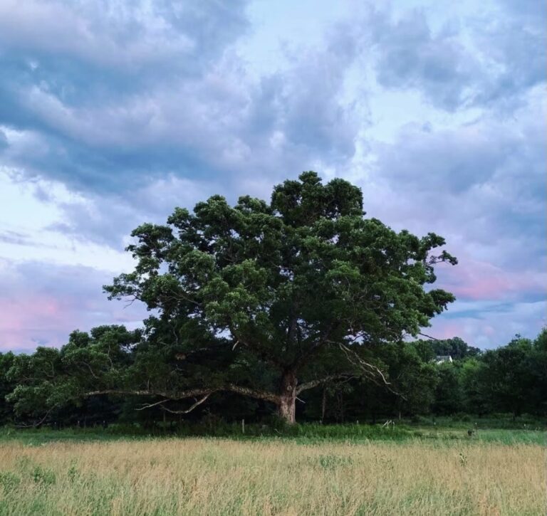 The Pre-Civil War Oak Tree At Lone Oak Farm Brewery Has Fallen After ...
