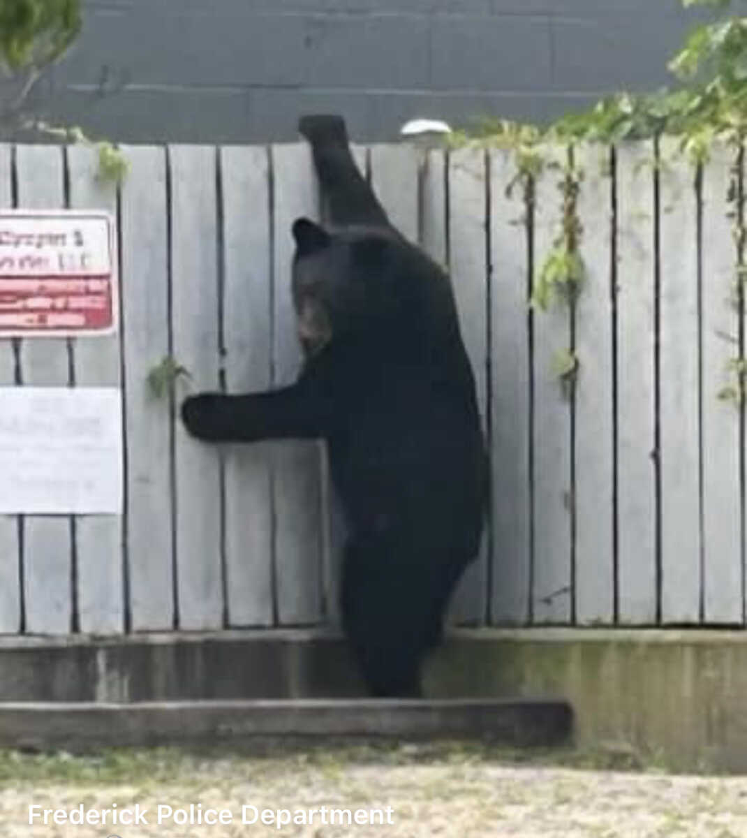 Beyond MoCo: Black Bear Spotted in Frederick - The MoCo Show