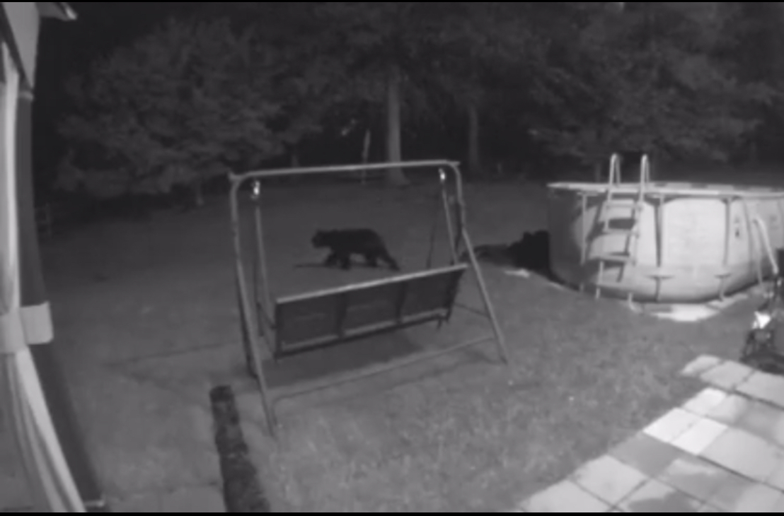 Black Bear Spotted in Germantown Friday Night - The MoCo Show