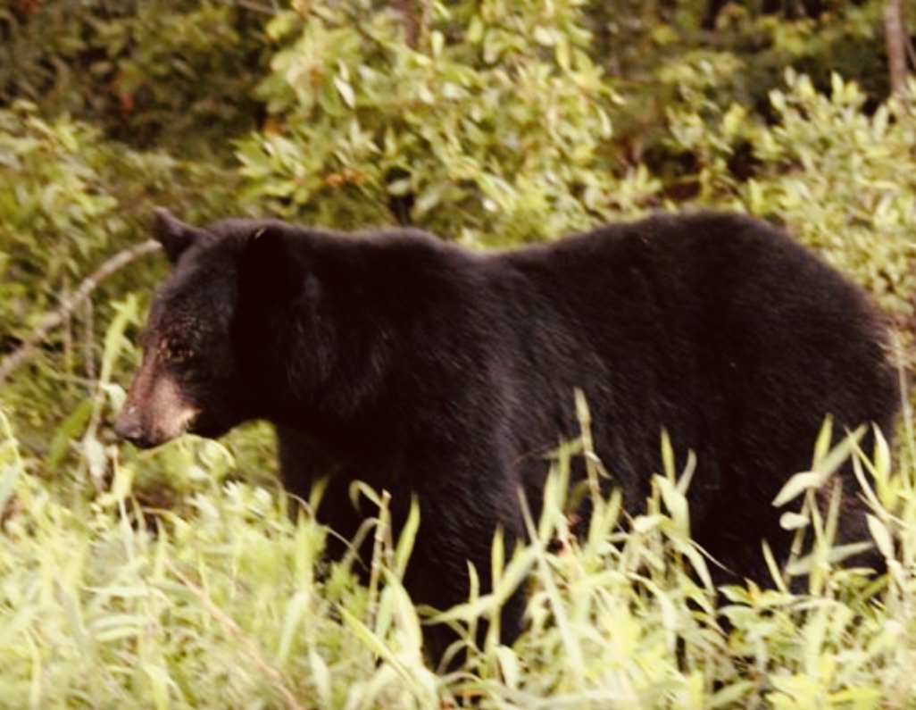 Maryland Black Bear Hunt Lottery Has Opened for 2023 Season - The MoCo Show