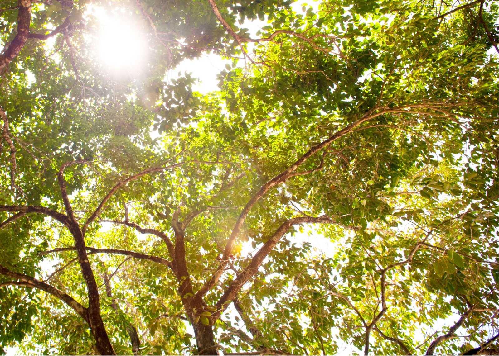 County Council Passes Legislation to Expand Tree Canopy Conservation ...
