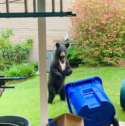 Black Bears On The Move; Montgomery Parks Shares Safety Reminder - The ...