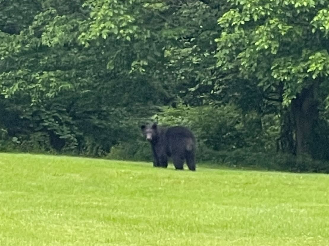 Large Black Bear Spotted Several Times This Week - The MoCo Show