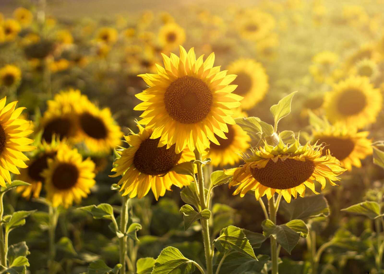 Sunflowers Approaching Peak Bloom Near Poolesville - The MoCo Show