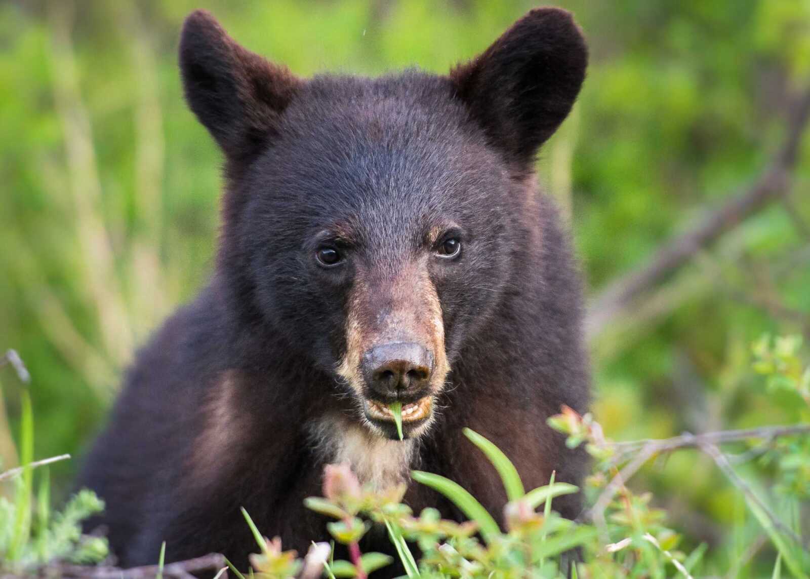Applications Now Open for 2024 Maryland Bear Hunt Lottery - The MoCo Show