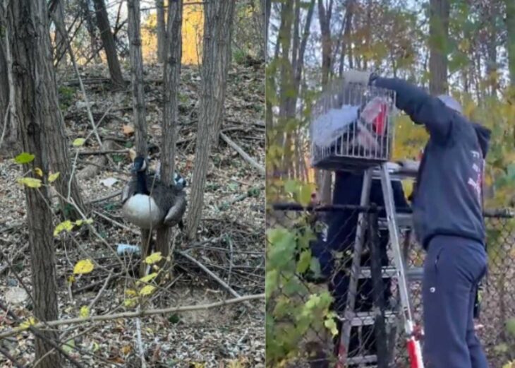 Goose Stuck in Tree, MCFRS and Animal Services to the Rescue - The MoCo ...
