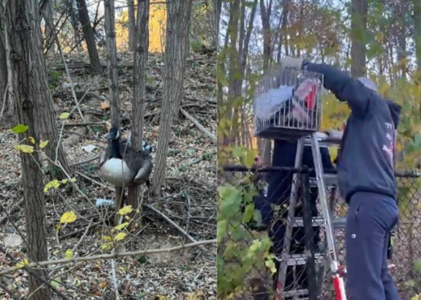 Goose Stuck in Tree, MCFRS and Animal Services to the Rescue - The MoCo ...