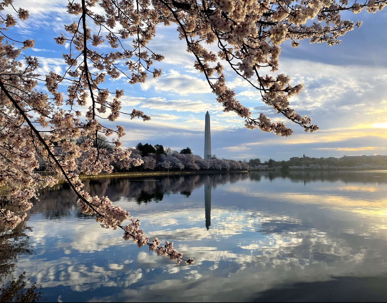 National Park Service Releases Cherry Blossom ‘Peak Bloom’ Prediction ...
