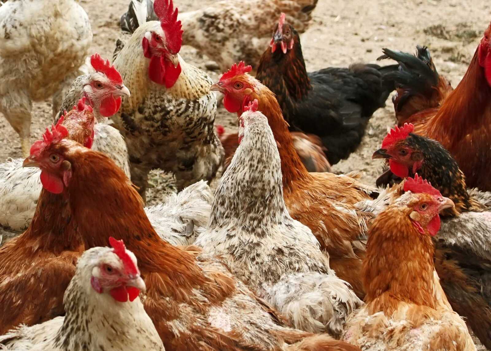 Montgomery County H5N1 Avian Influenza (HPAI) Update - The MoCo Show
