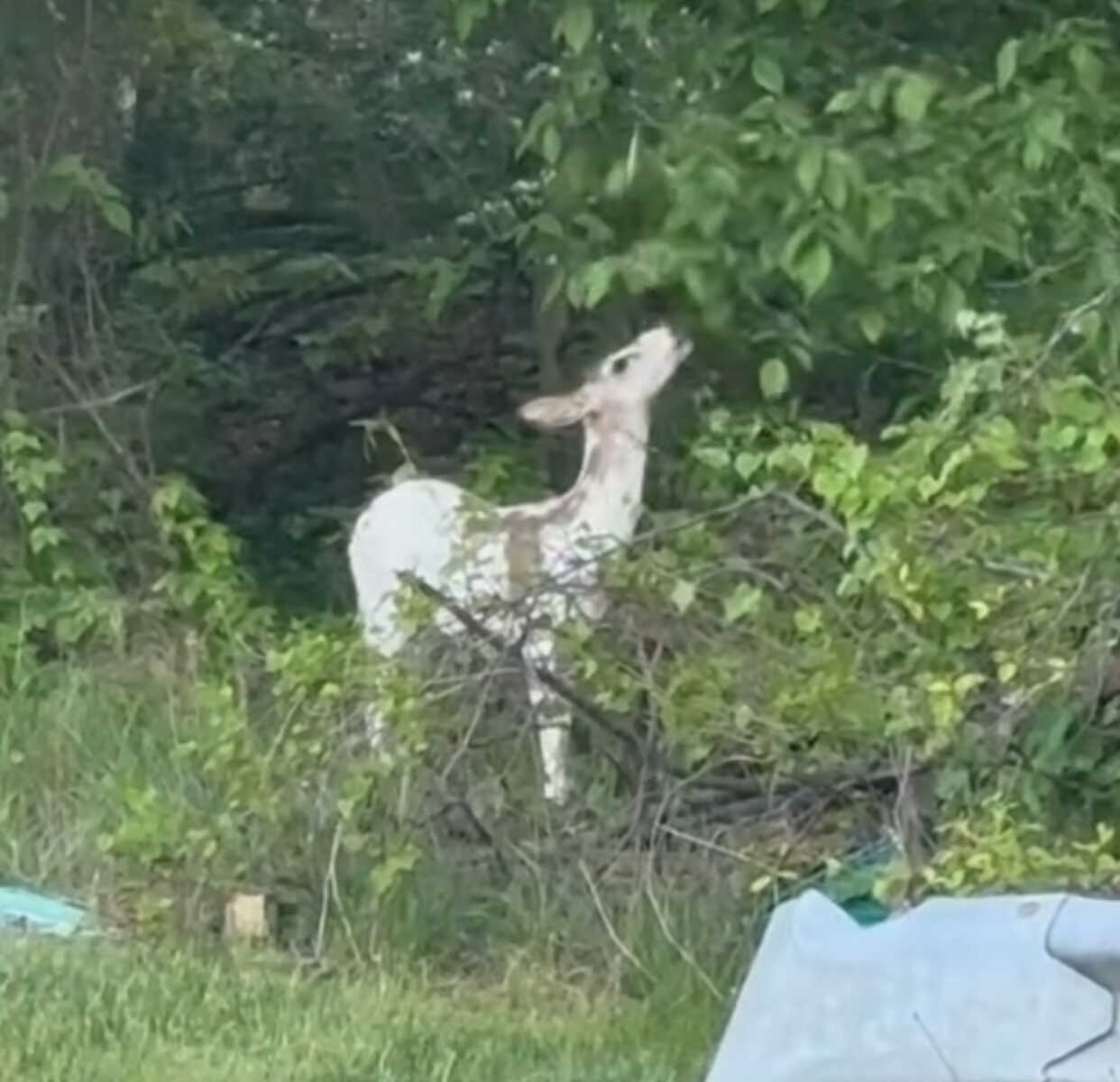Video of Rare Piebald Deer Recorded in Maryland - The MoCo Show