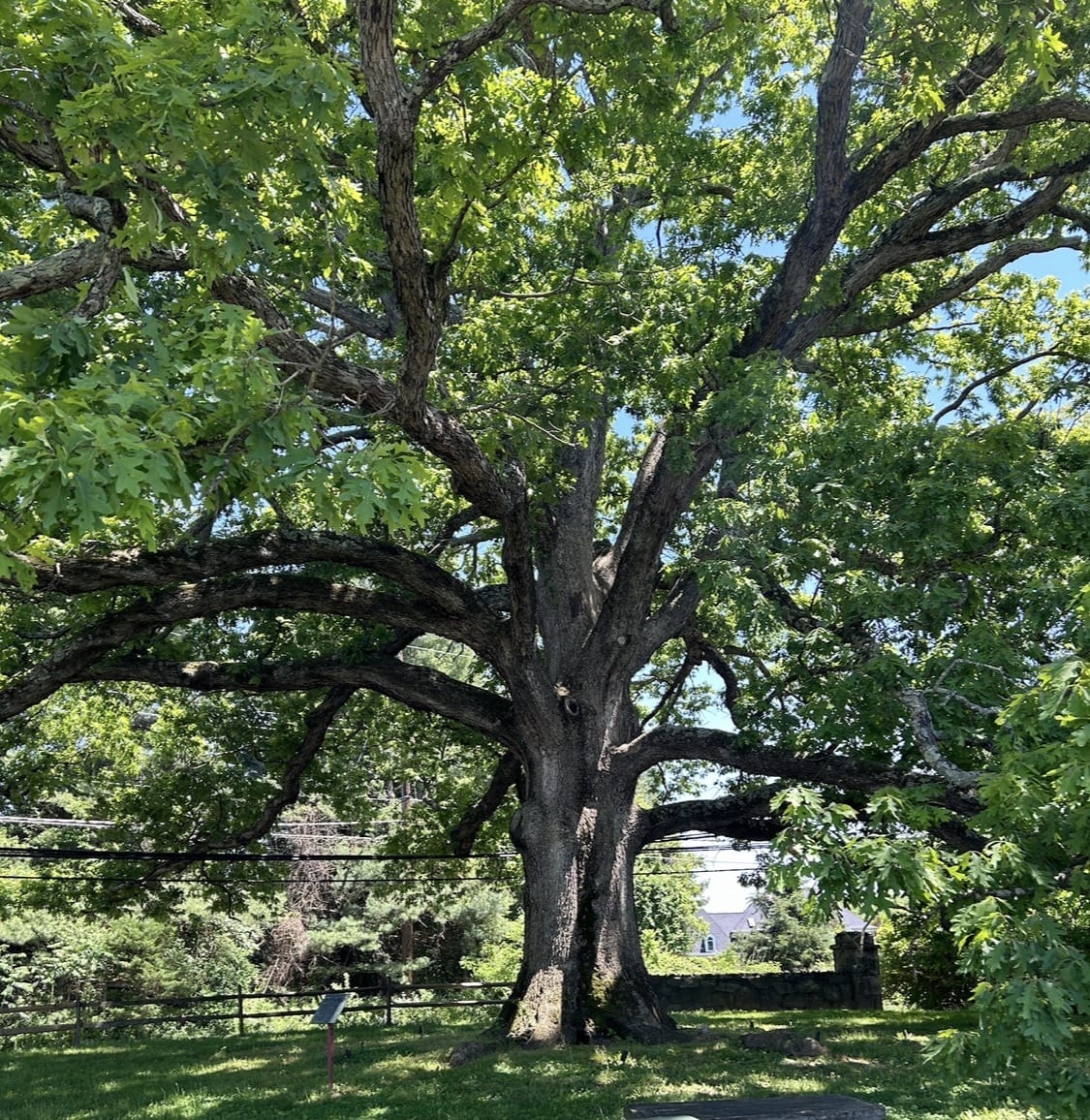 The History Behind Maryland’s State Tree - The MoCo Show