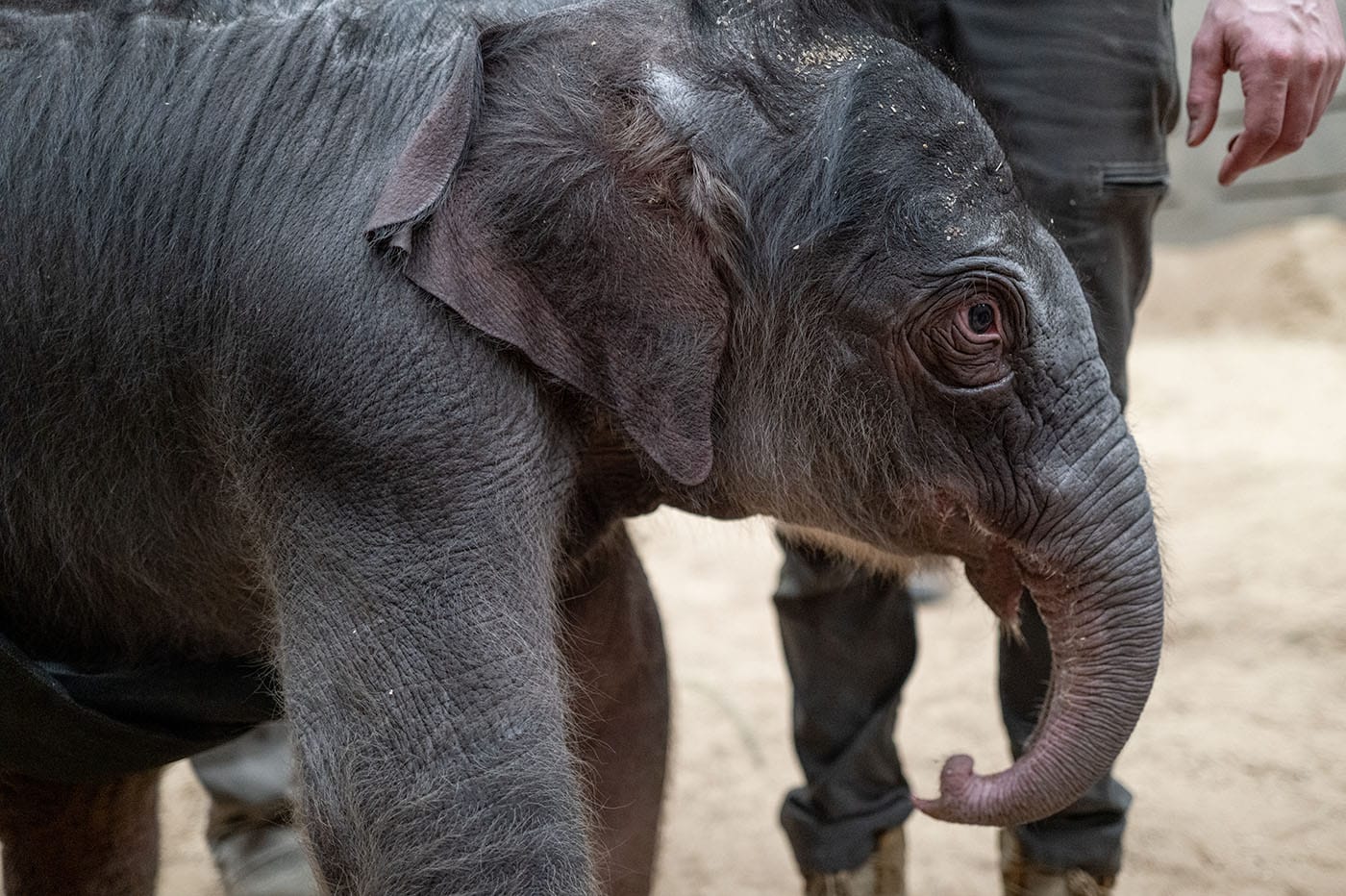 Endangered Asian Elephant Calf Born at National Zoo After 25-Year Wait ...