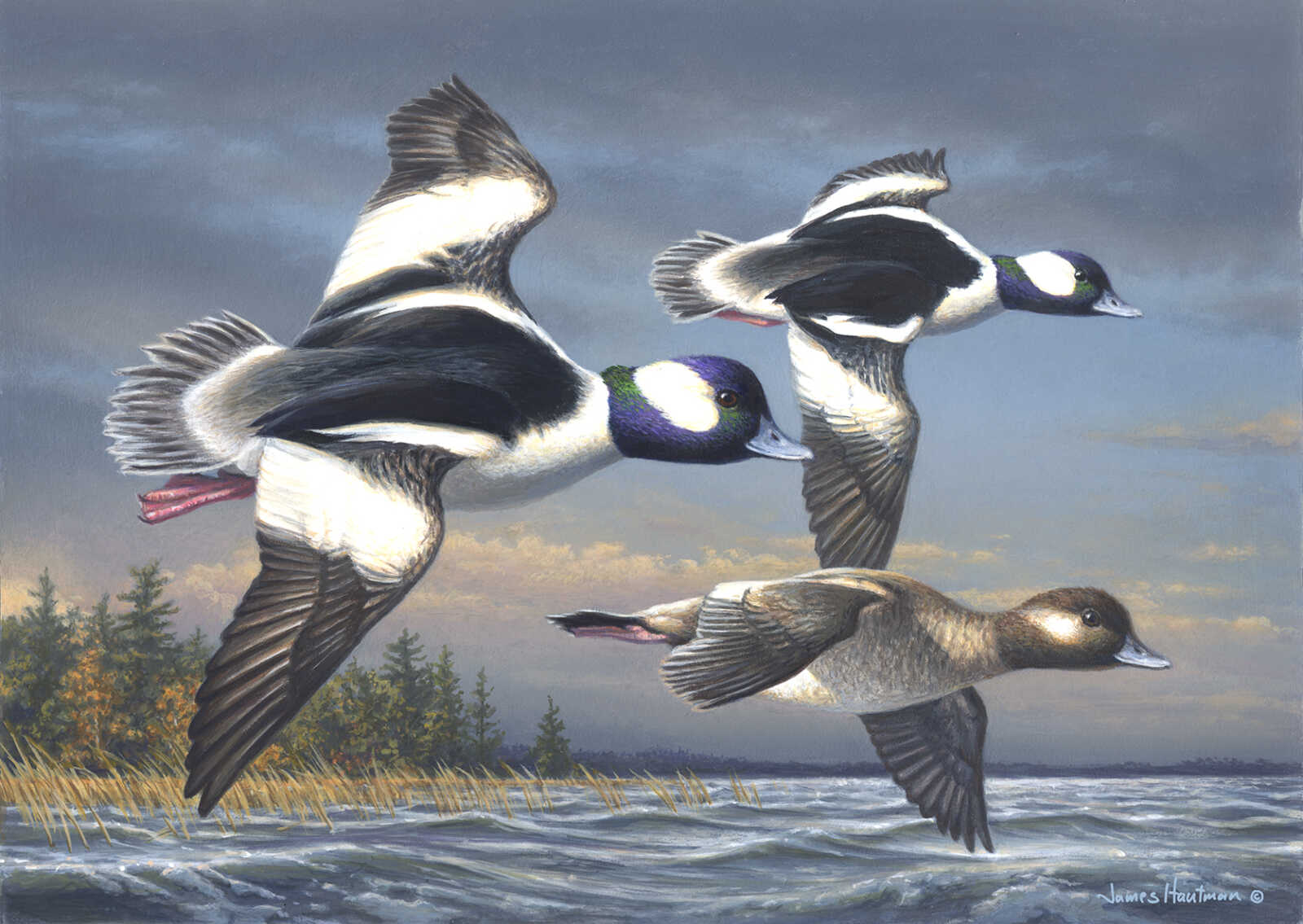 Montgomery Parks Hosting Free Federal Duck Stamp Art Exhibit - The MoCo ...