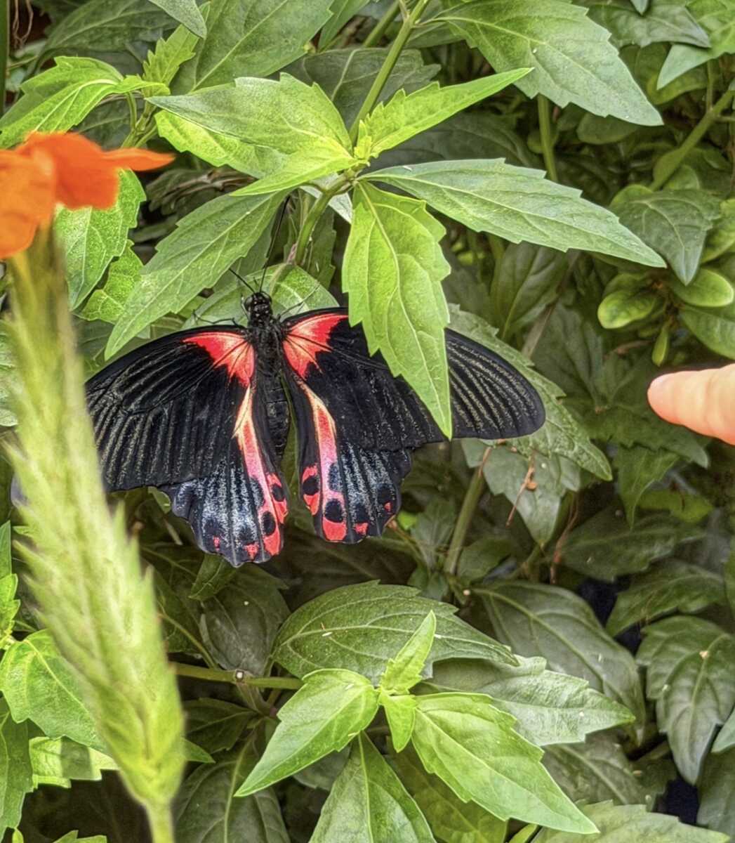 Walk Among Hundreds of Butterflies at Brookside Gardens This Spring and ...