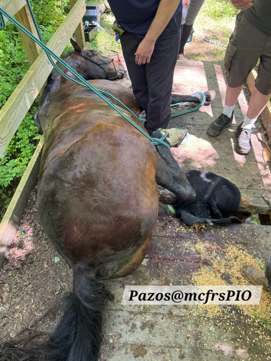Horse Rescued After Leg Becomes Trapped in Bridge - The MoCo Show