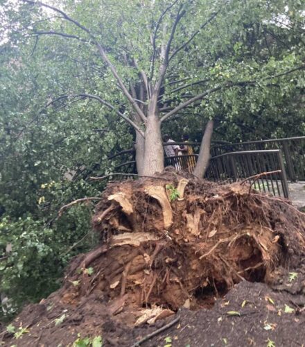 Officials Urge Caution Around Downed Trees And Power Lines After Storms ...
