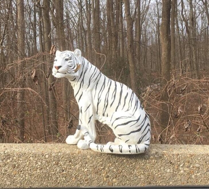 No, A Tiger Was Not Reported On I-270 This Week - The MoCo Show